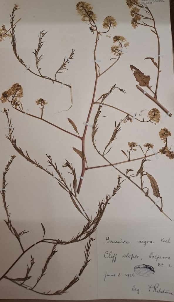 Important Botany Collections in Natural Science
